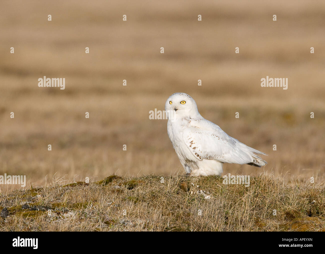 alaska male snowy owl near barrow Bubo scandiacus Stock Photo - Alamy