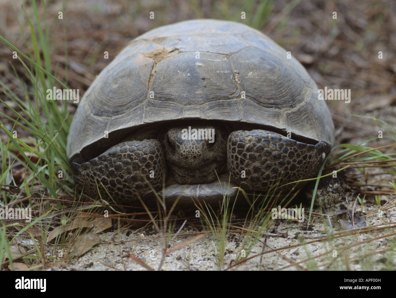 A rare gopher tortoise curls up in its shell in a forest Stock Photo ...