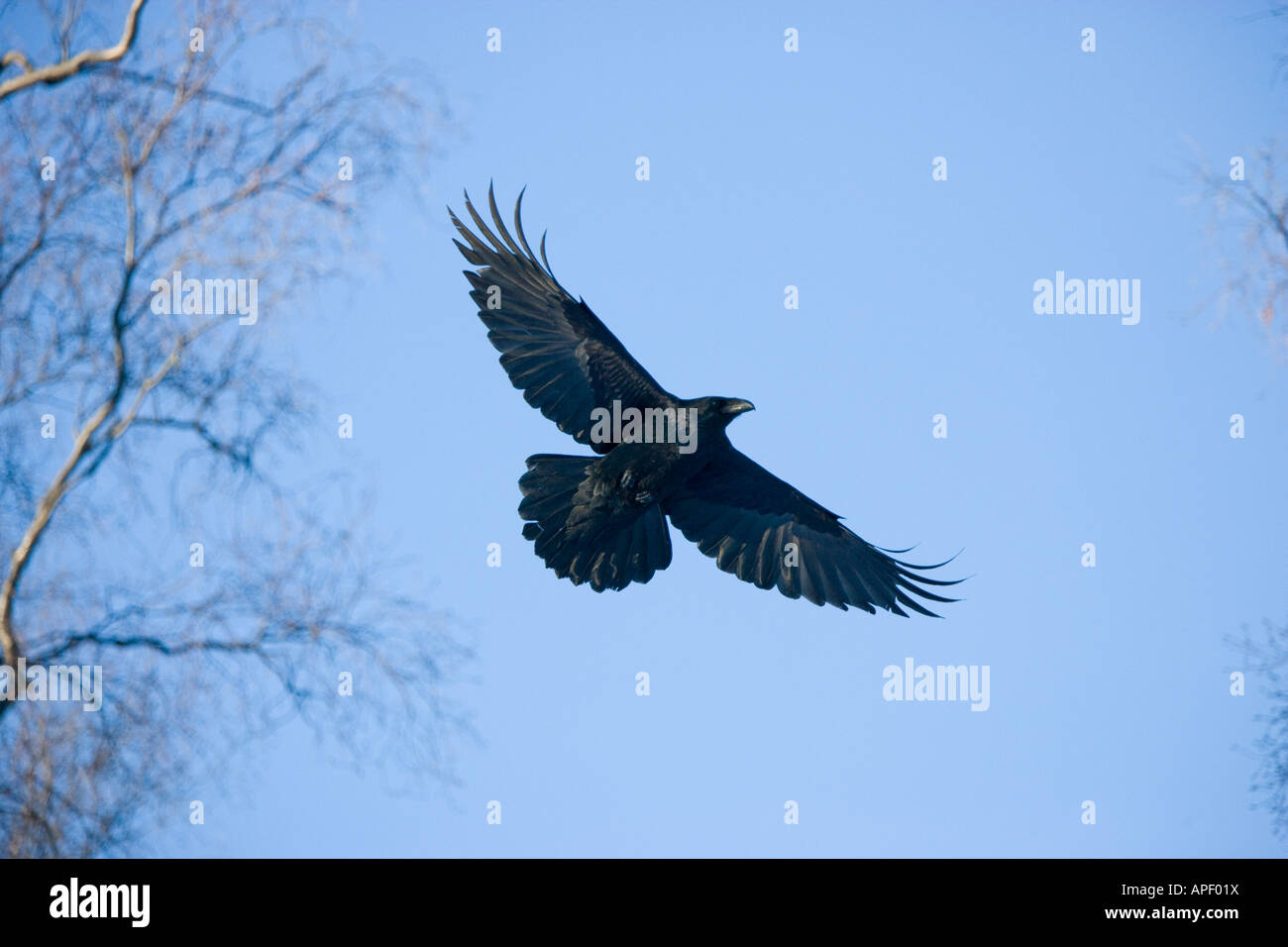 alaska raven in flight near anchorage Corvus Corax Stock Photo - Alamy
