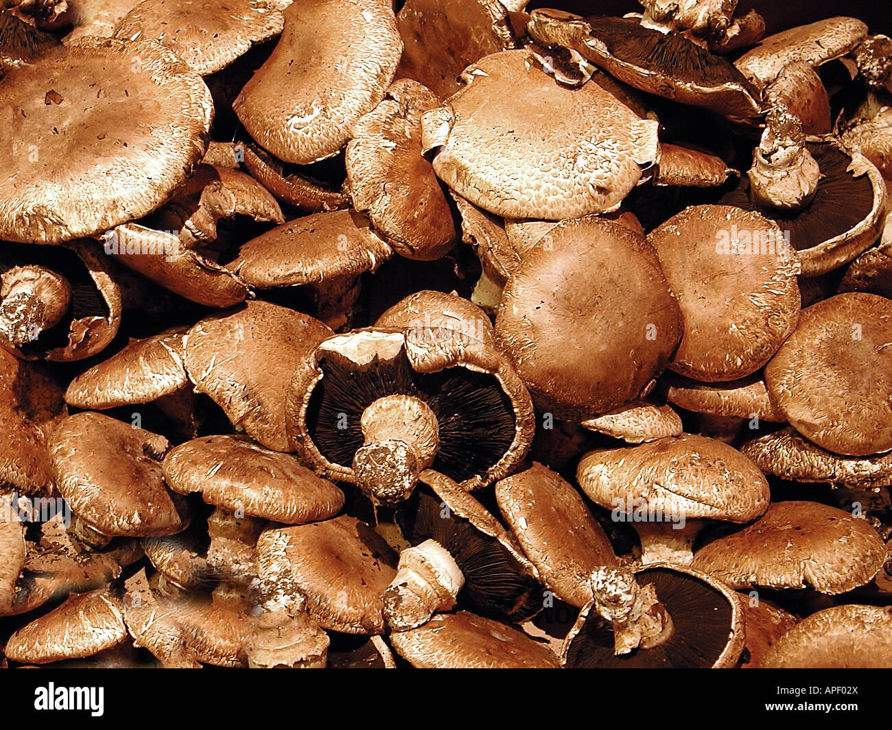 Brown large mushrooms close-up Stock Photo - Alamy