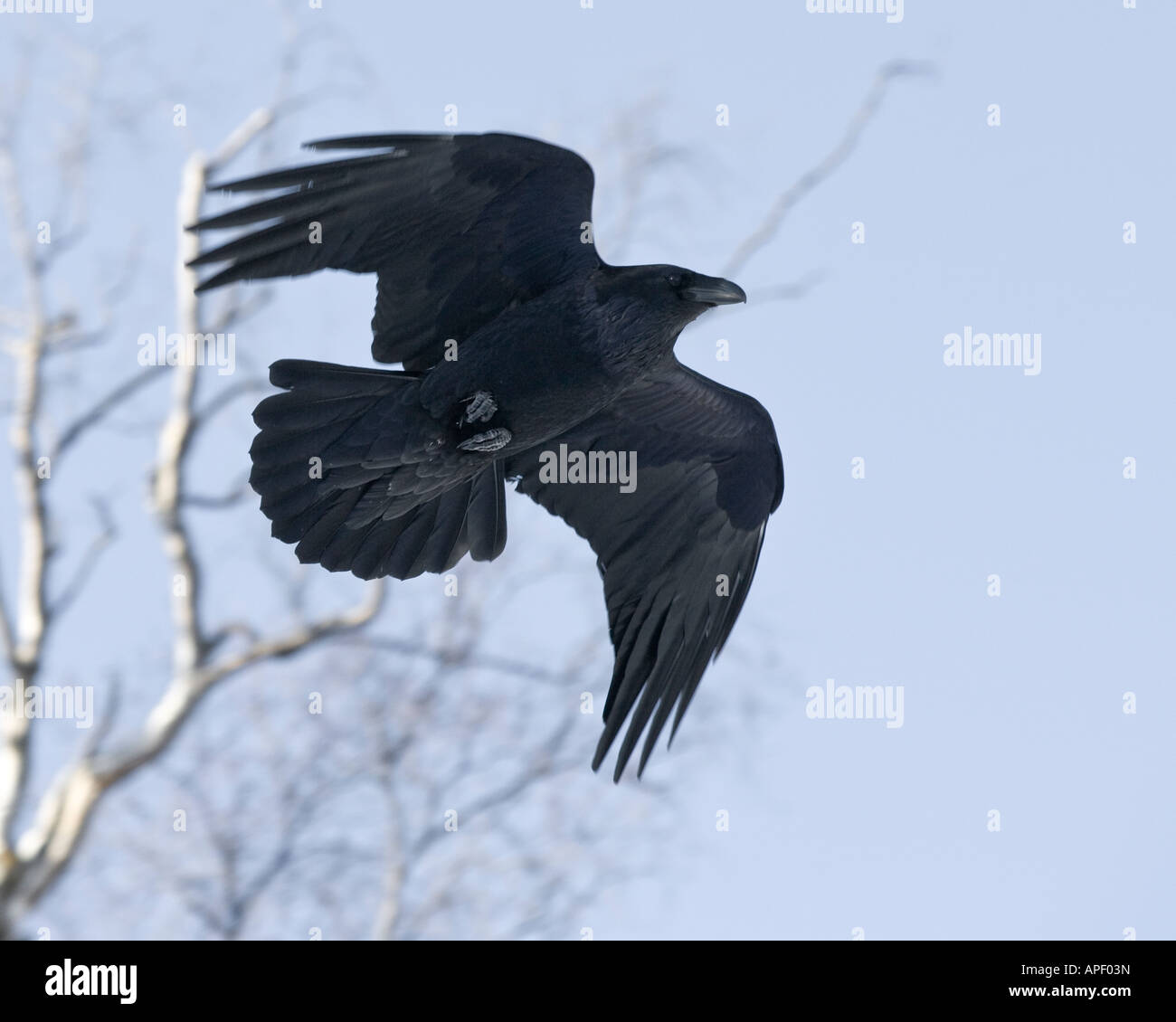 alaska raven in flight near anchorage Corvus Corax Stock Photo - Alamy