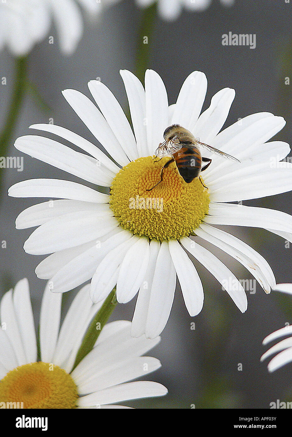 Close-up bee on white morning daisy flower, flowers in background (1 ...