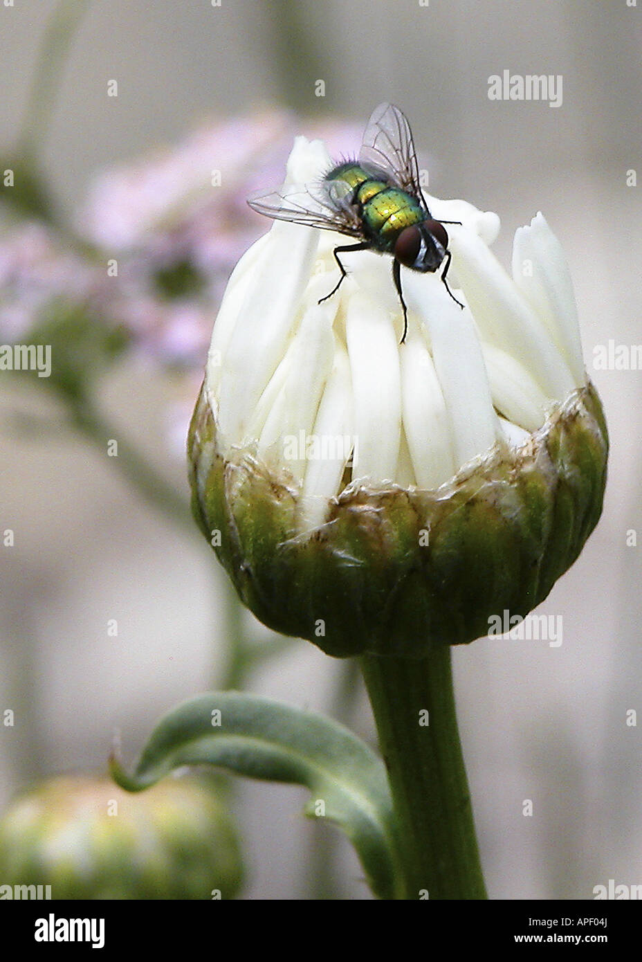 Green insect (fly)?, close-up on flower bud with white petals blooming ...