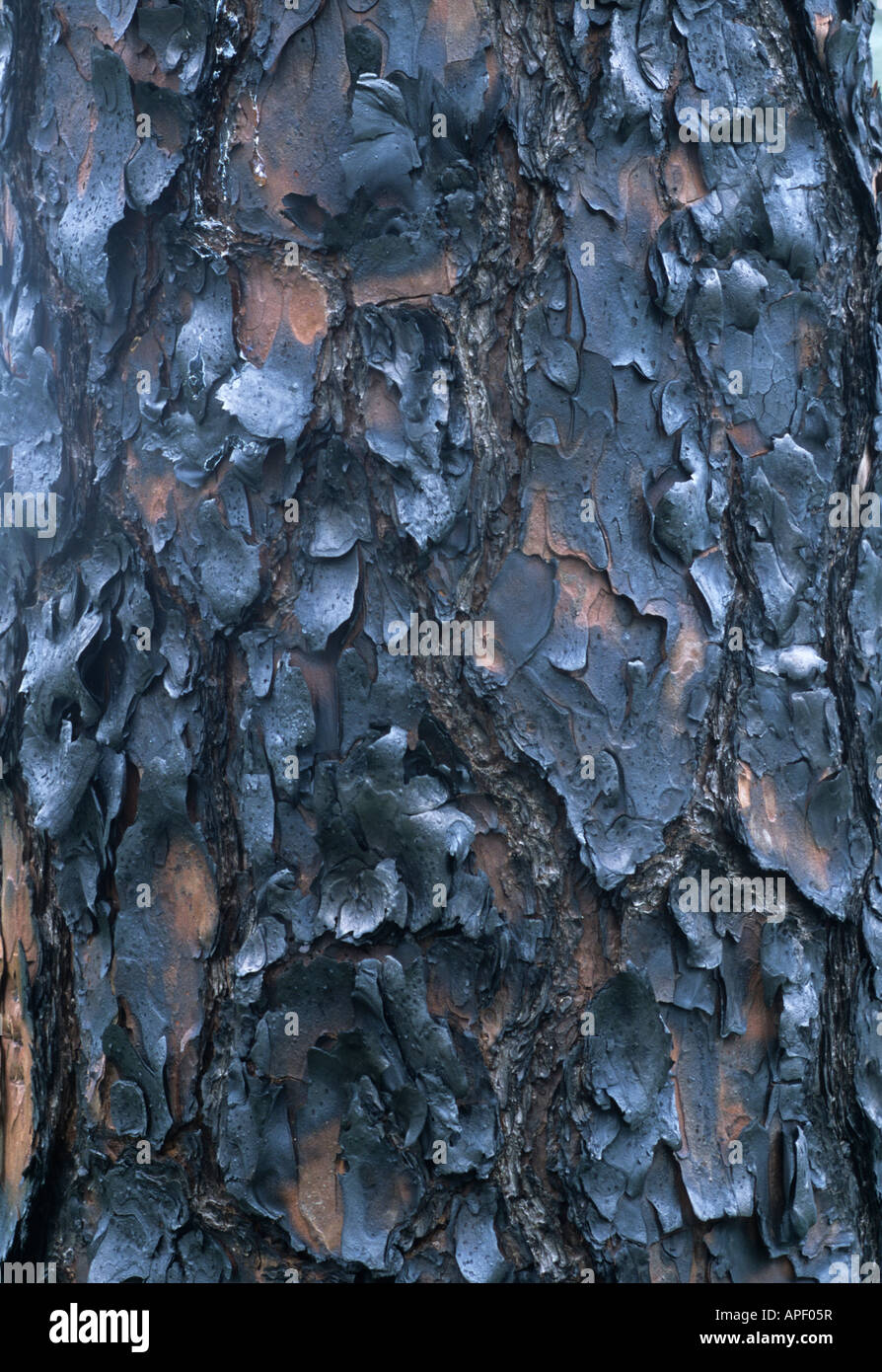 A fire scarred tree trunk whose thick bark protected it from harm Stock ...
