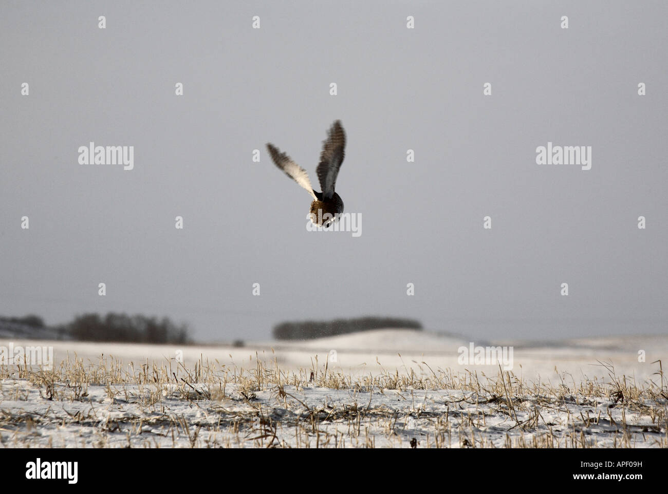 Sharp tailed Grouse in flight in winter Stock Photo - Alamy
