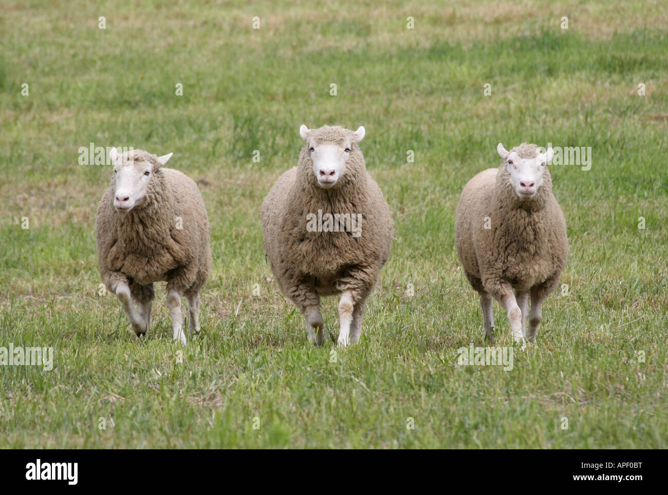 Three sheep running toward the viewer Stock Photo - Alamy