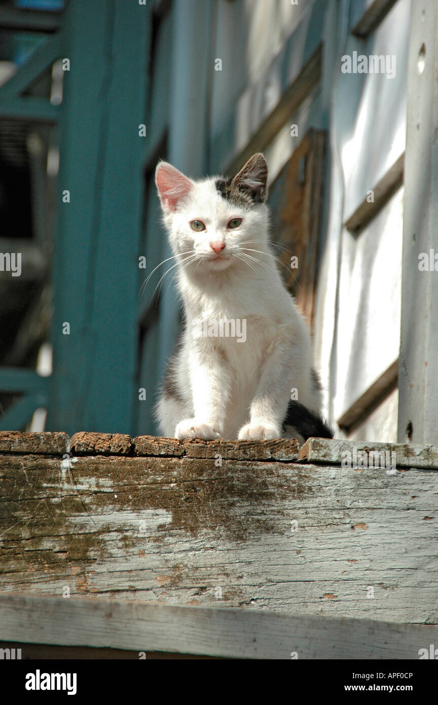 Cats who were dumped in trash lot and are feral and wild Stock Photo ...