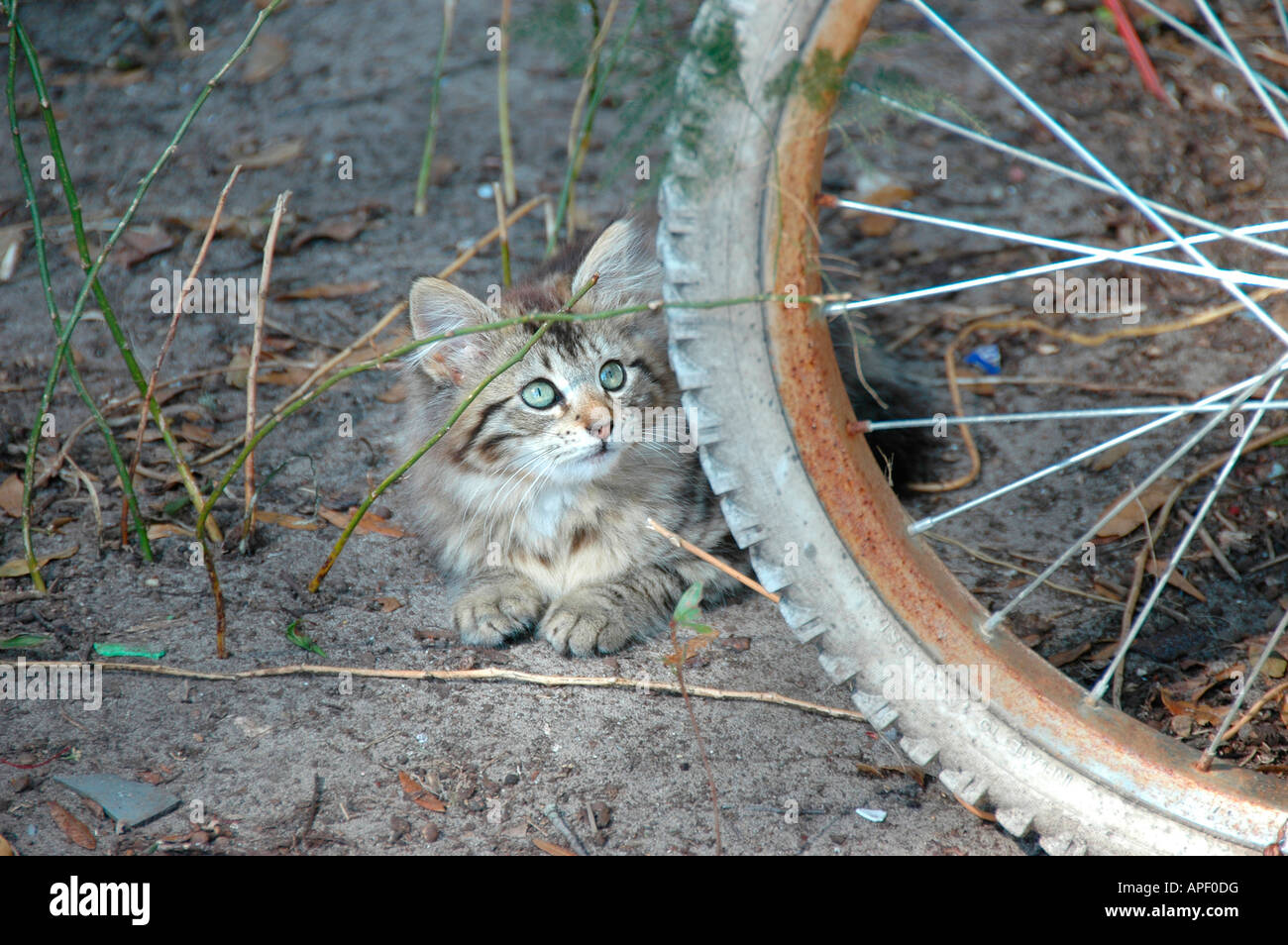 Cats who were dumped in trash lot and are feral and wild Stock Photo ...
