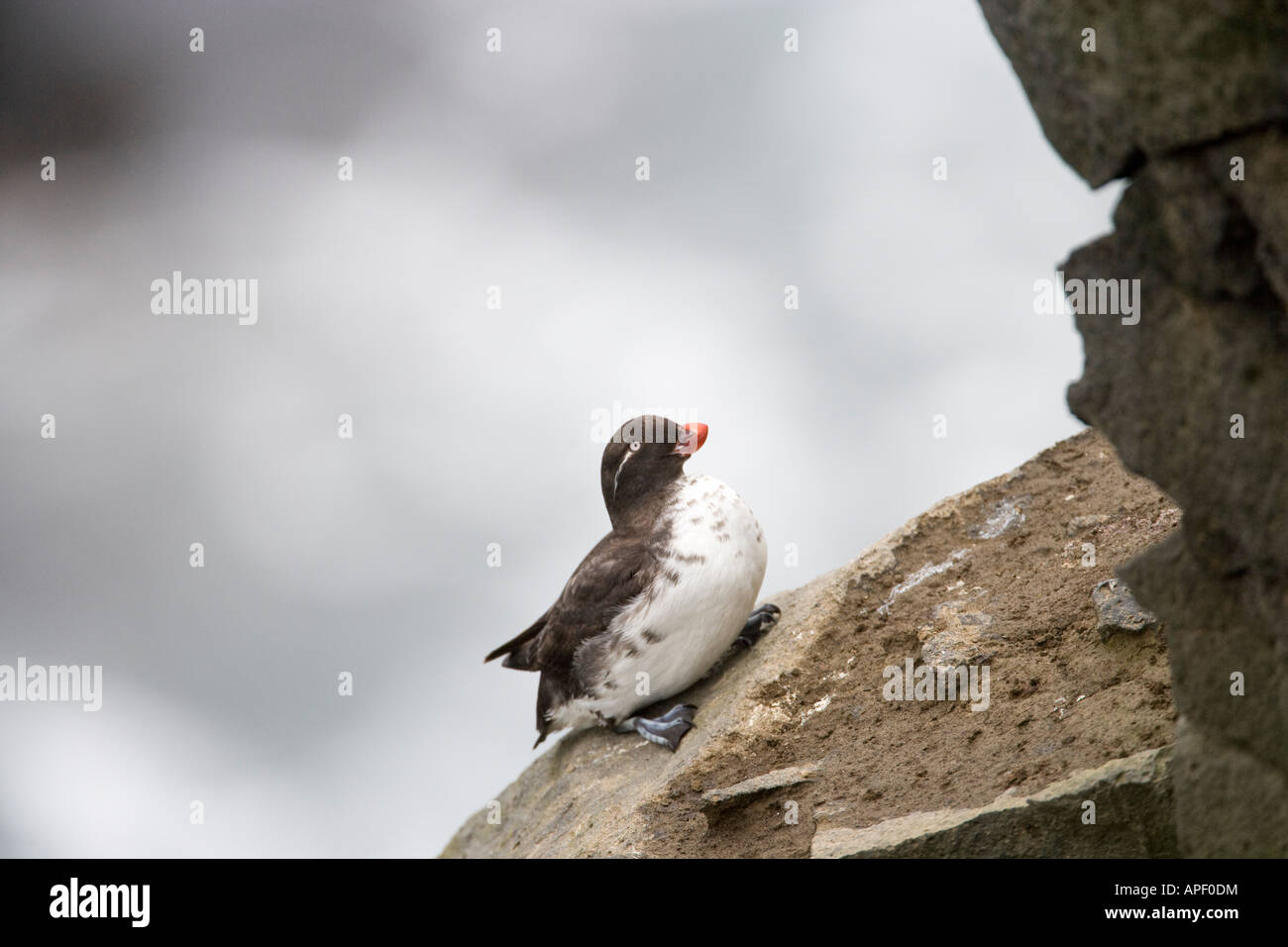 alaska pribilof islands parakeet auklet Aethia psittacula Stock Photo ...