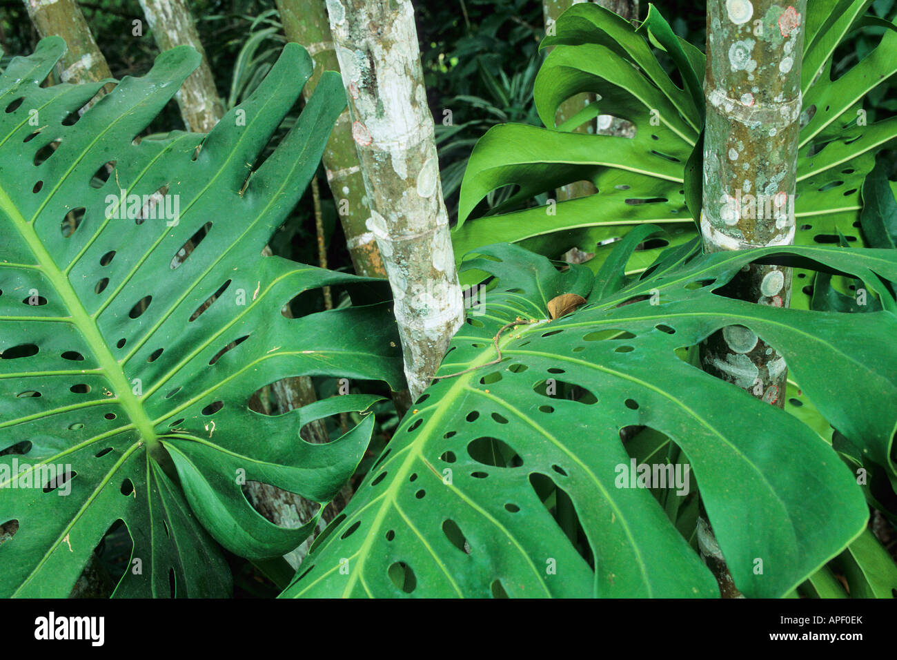 Rainforest trees and plants, Costa Rica Stock Photo - Alamy