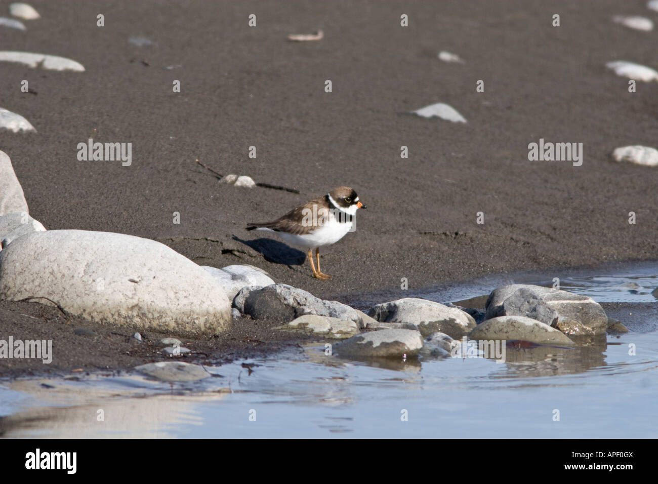 alaska arctic national wildlife refuge semipalmated plover Charadrius ...