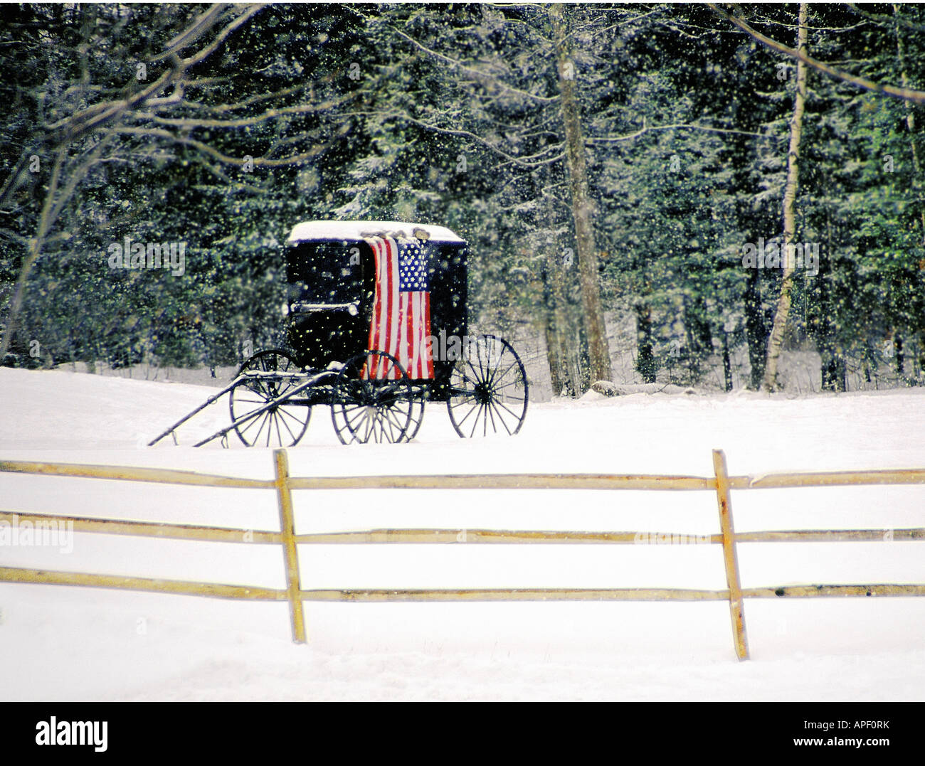 Old fashioned black horse carriage with American flag draped over it in ...