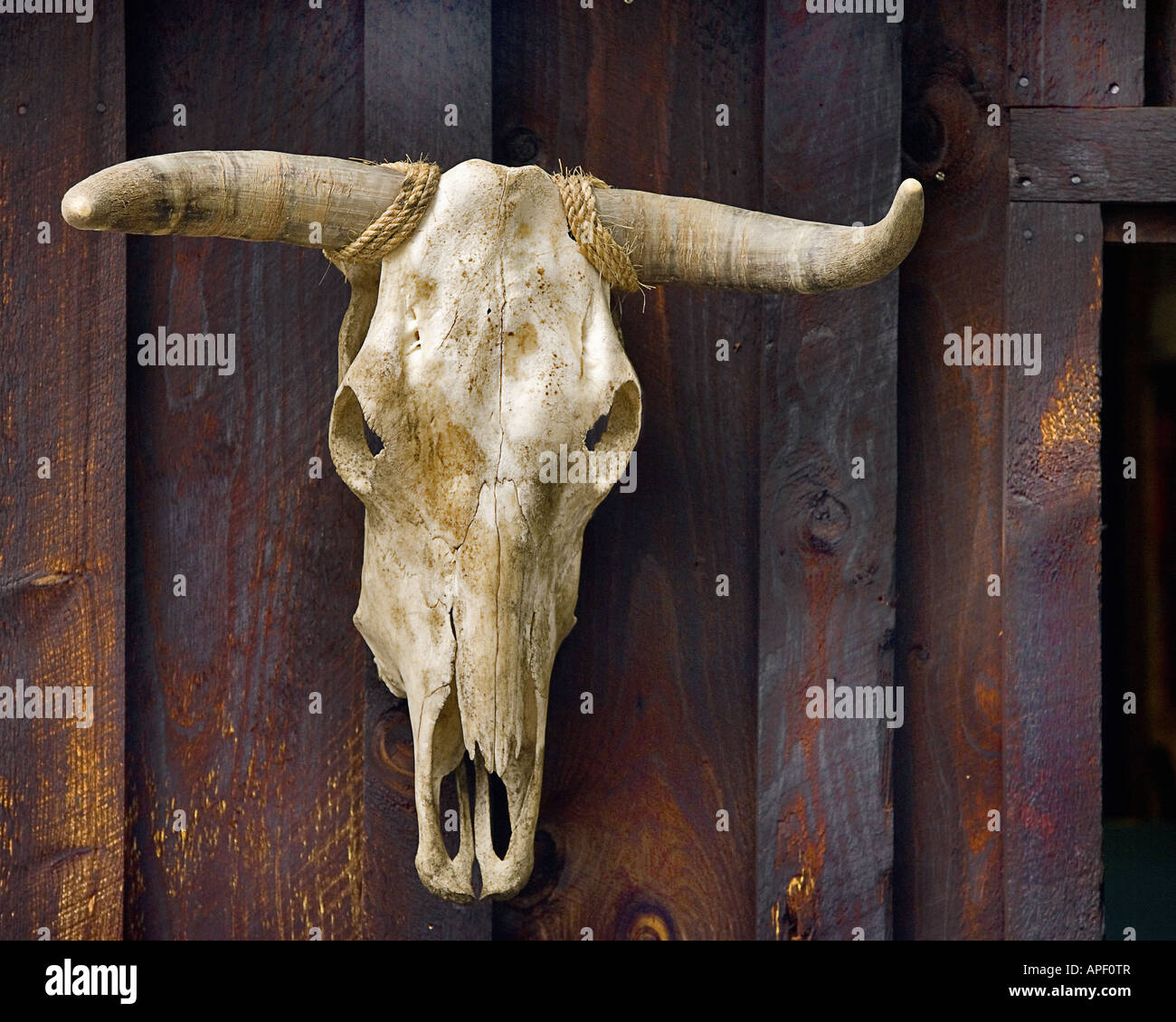 Mammal head skeletons hi-res stock photography and images - Alamy