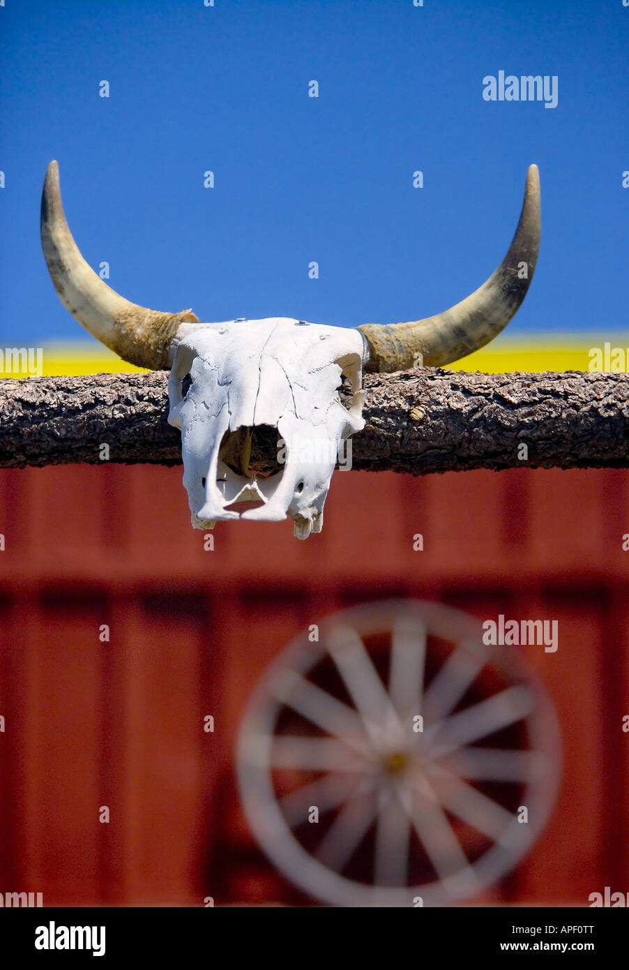 Cow head skeleton with horns hanging on wood pole with cart wheel, barn ...