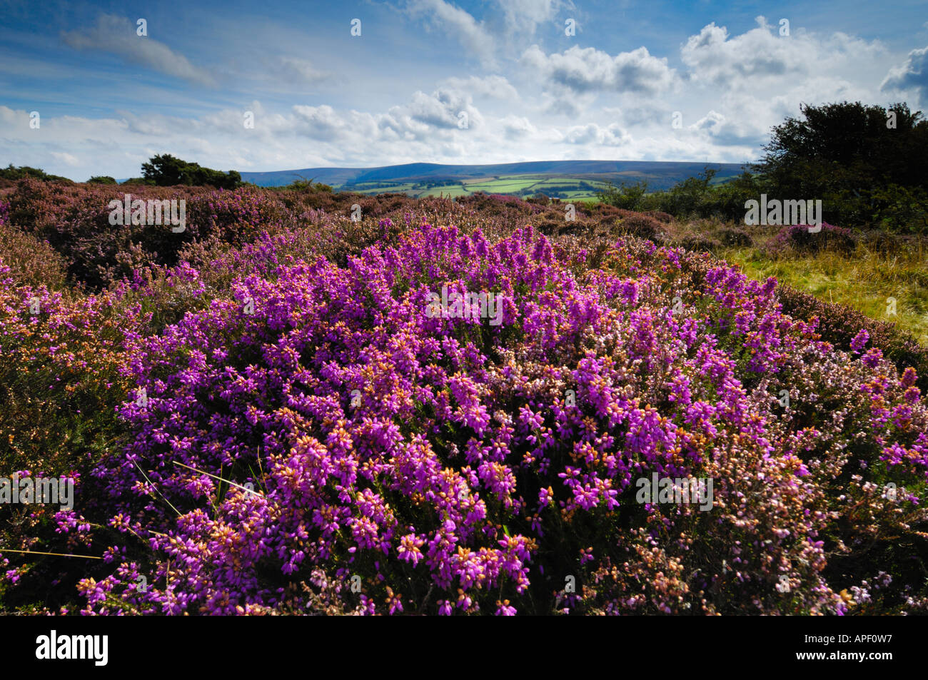 Heather in bloom in early Autumn on Exmoor National Park near Porlock ...