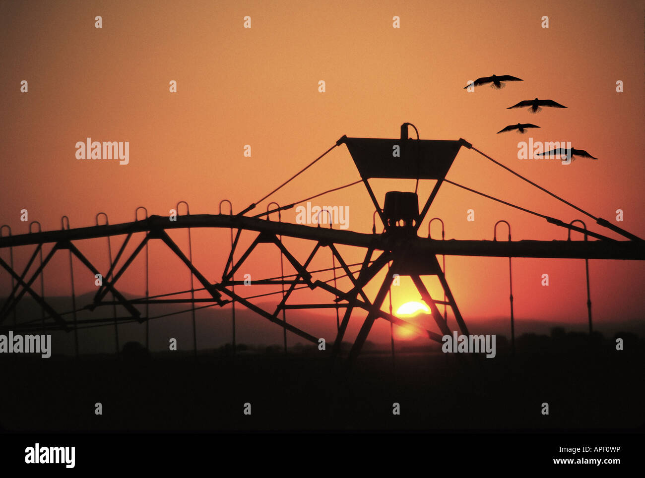 Farm conveyor equipment in silhouette with red sunset and birds ...