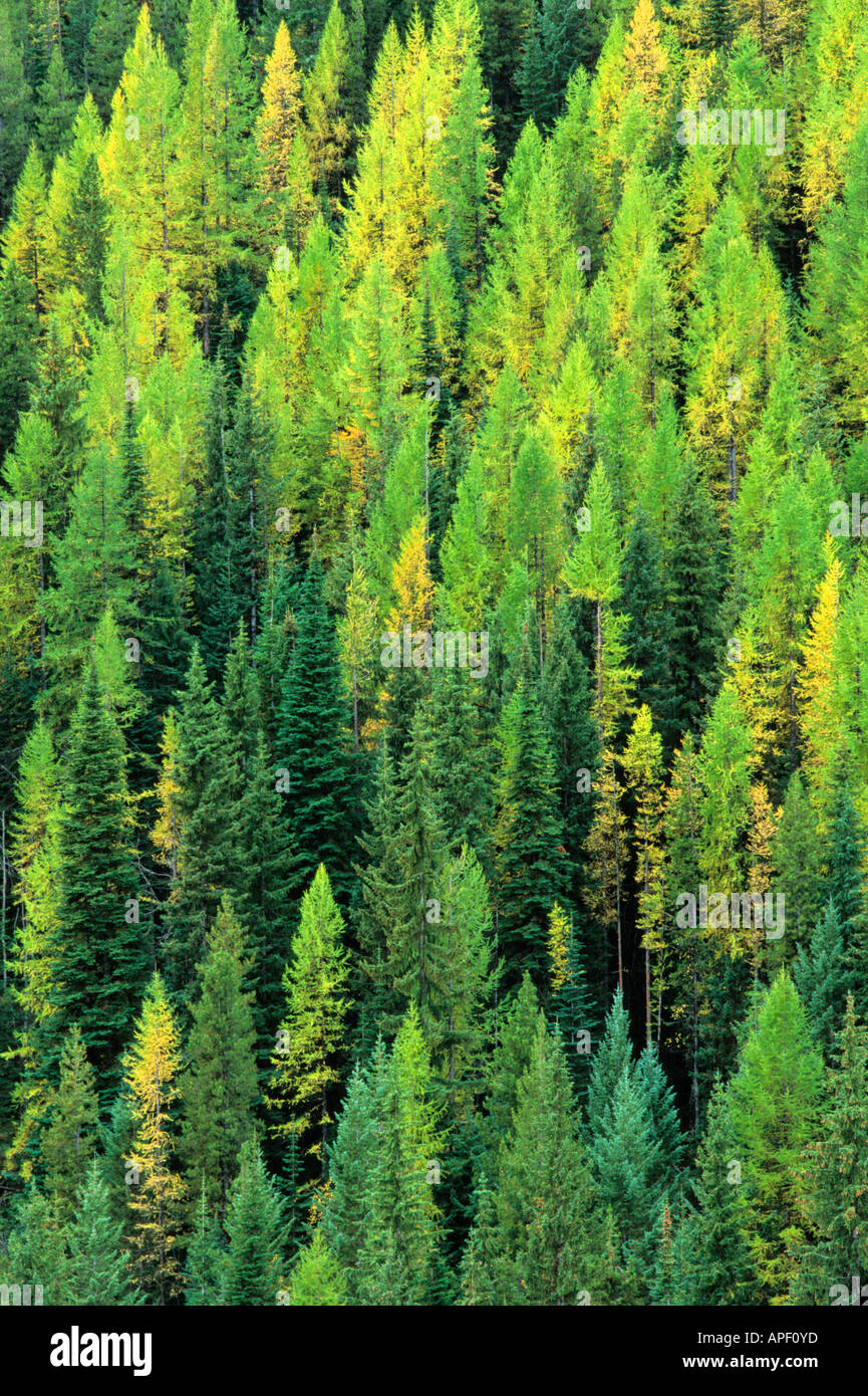 Western Larch and Fall Colors Stock Photo - Alamy