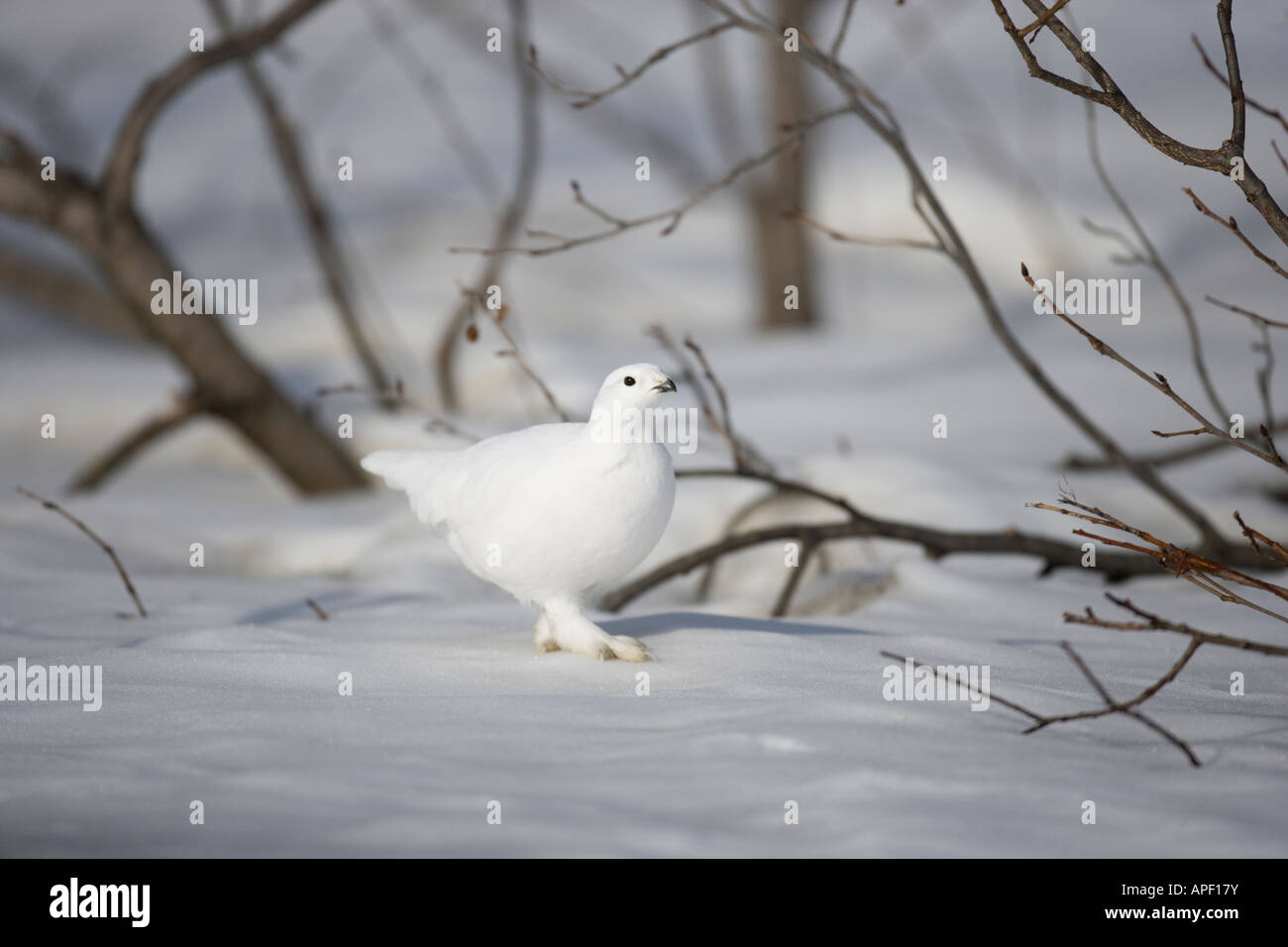 alaska willow ptarmigan in winter along parks highway Lagopus lagopus ...