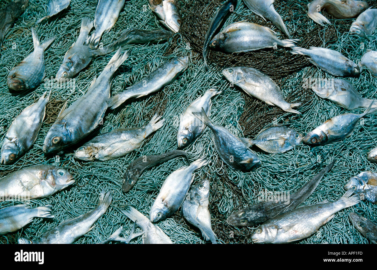 Green fishing nets dried on hi-res stock photography and images - Alamy
