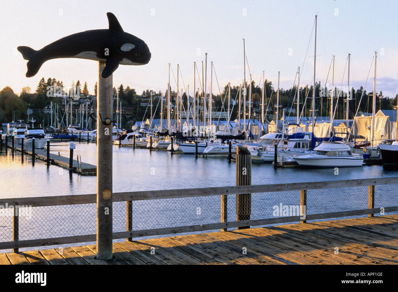Orca marina hi-res stock photography and images - Alamy