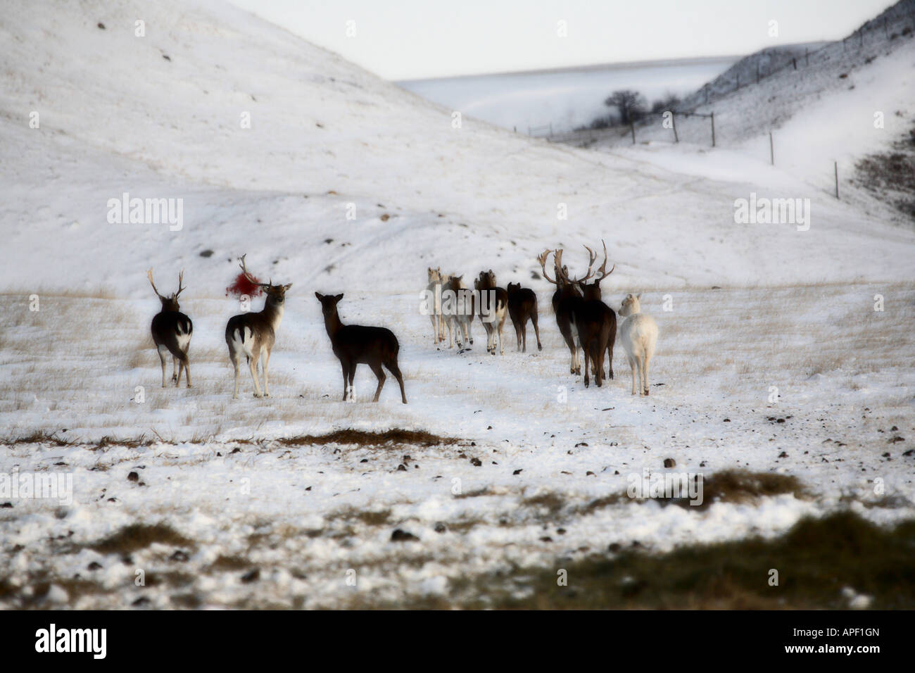 Fallow Deer in winter pasture Stock Photo - Alamy