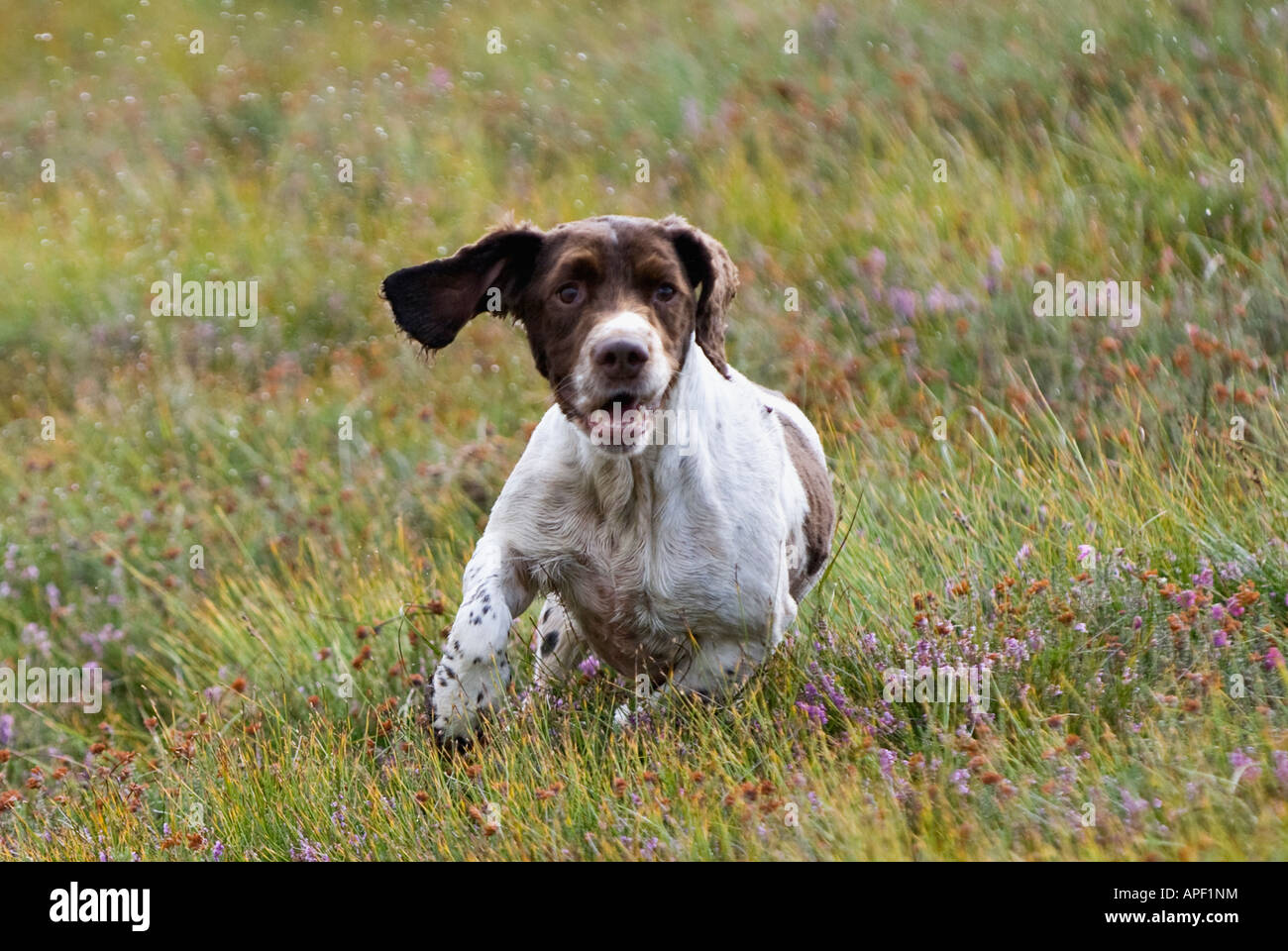 English Springer Spaniel Running Through Moor Looking for Birds during ...