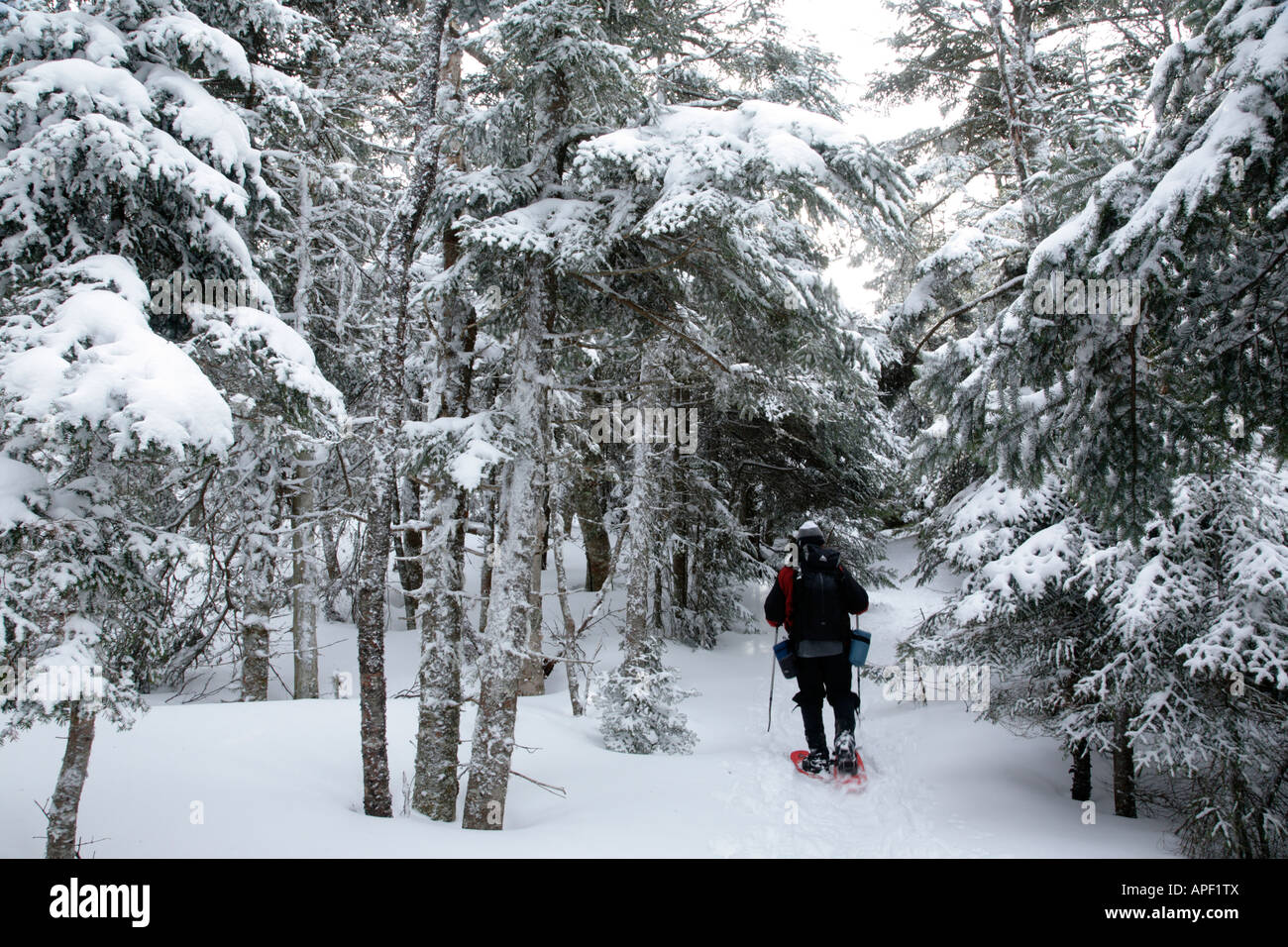 Hiking on Garfield Trail during the winter months Located in the White ...
