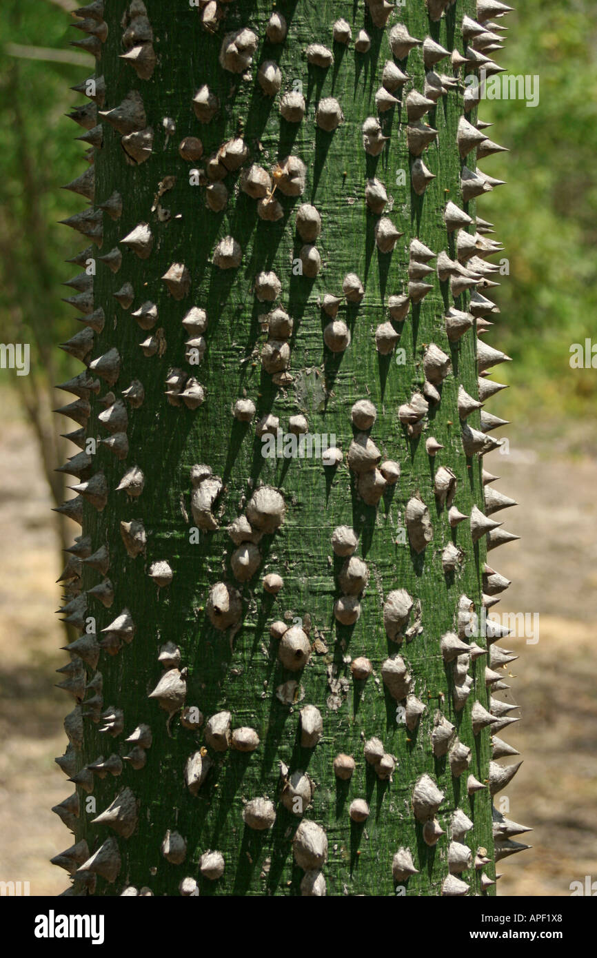 Kapok Tree trunk, Ecuador Stock Photo - Alamy