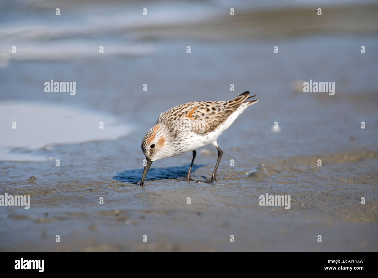 alaska hartney bay near cordova western sandpiper Calidris mauri Stock ...