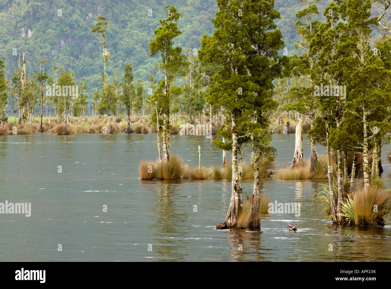 Partially submerged trees in the wetland margins of Lake Brunner Stock ...
