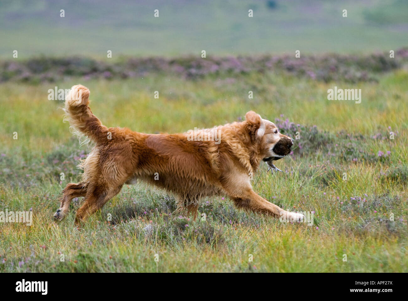 Golden Retriever Retrieving Red Grouse during Driven Red Grouse Shoot ...