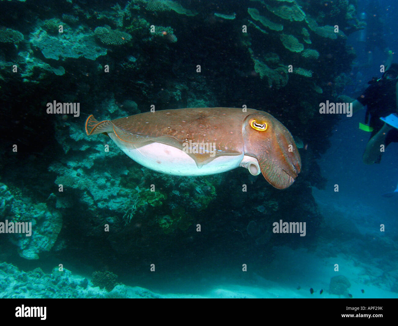 Cuttlefish Agincourt Reef Great Barrier Reef North Queensland Australia ...