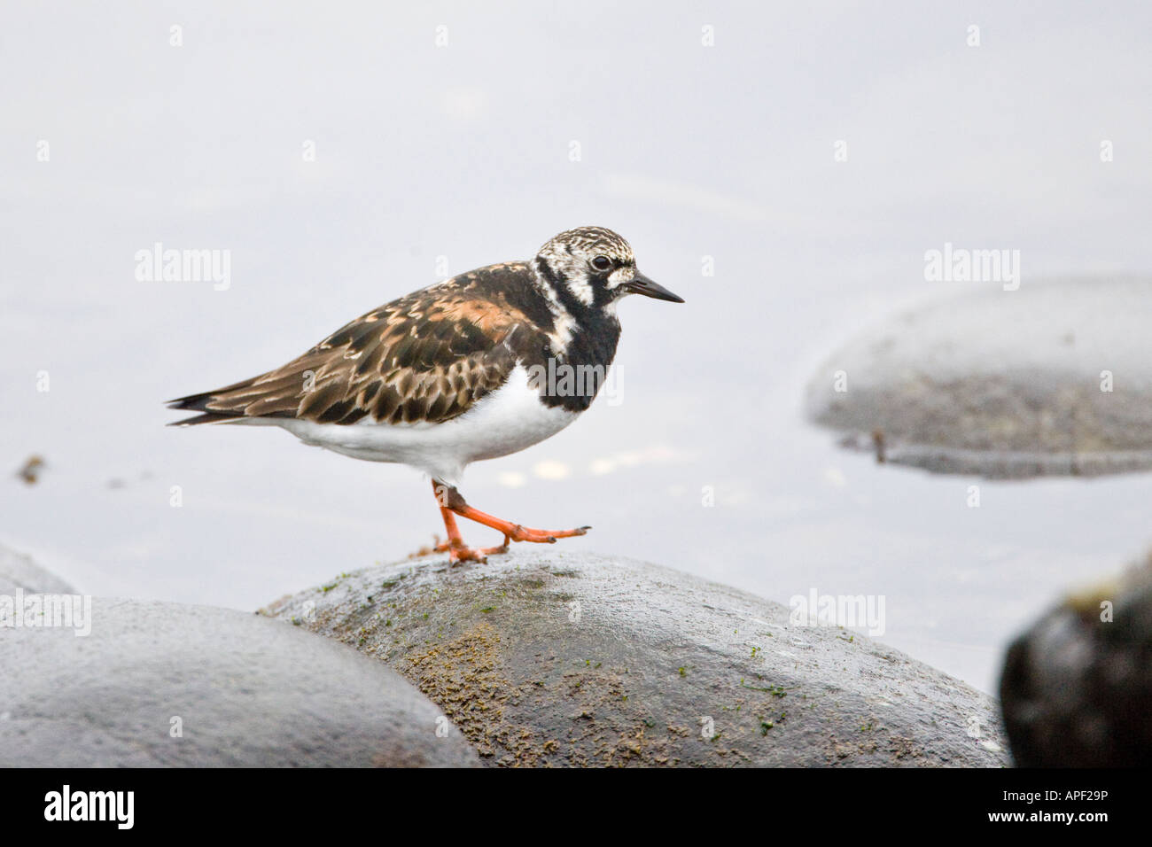 alaska pribilof islands Ruddy Turnstone Arenaria interpres Stock Photo ...