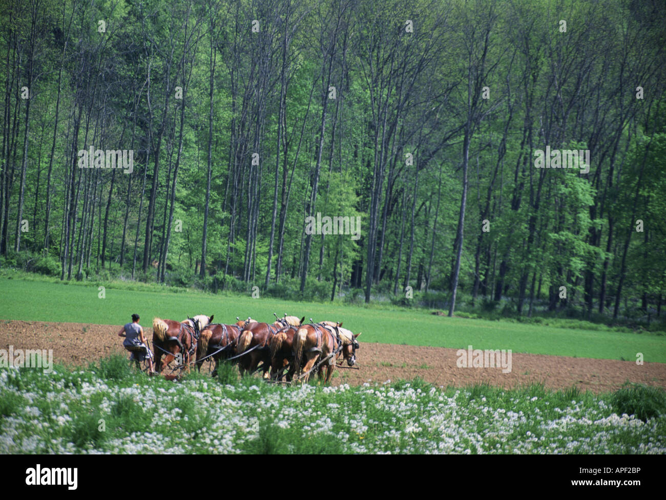 Amish farmers farm people hi-res stock photography and images - Alamy