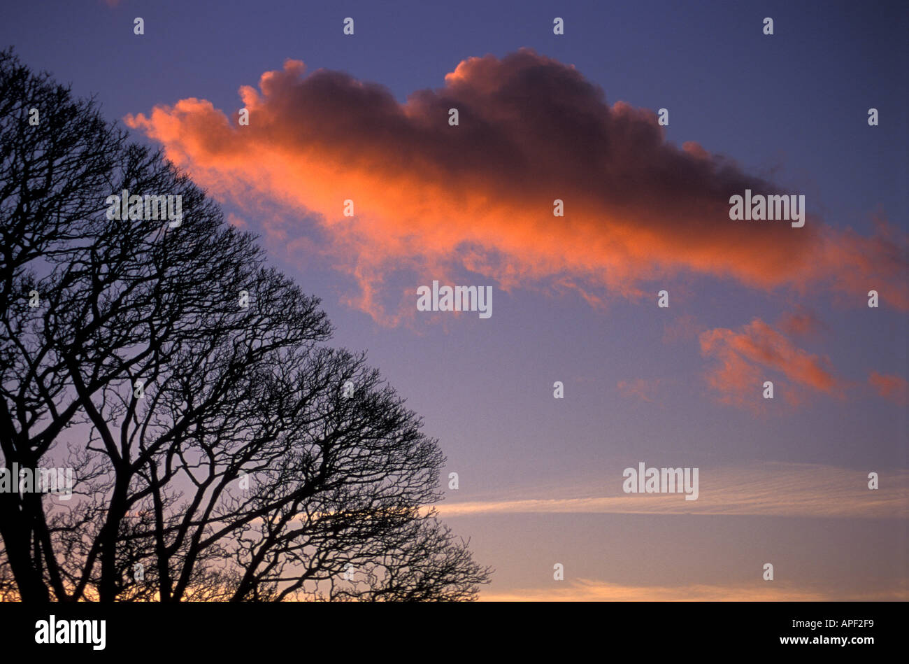 Cloud and Tree Stock Photo - Alamy