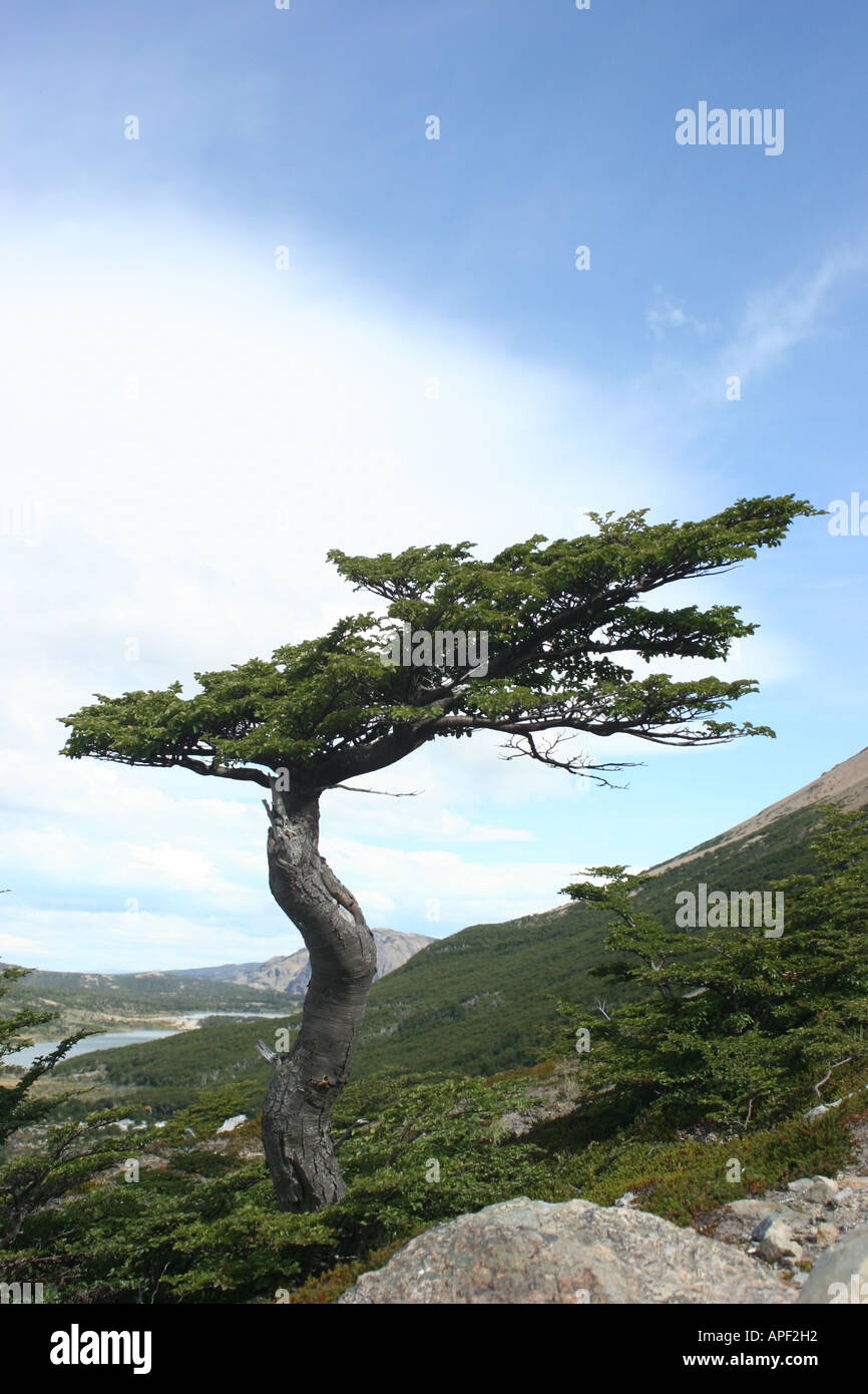 Windblown and stunted southern beech, Chile Stock Photo - Alamy