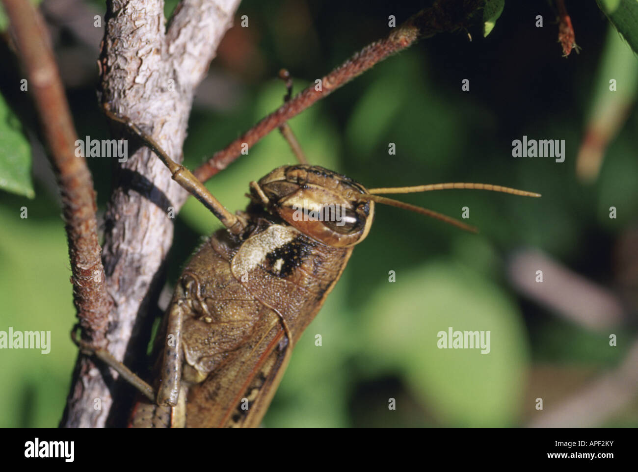 American grasshopper hi-res stock photography and images - Alamy