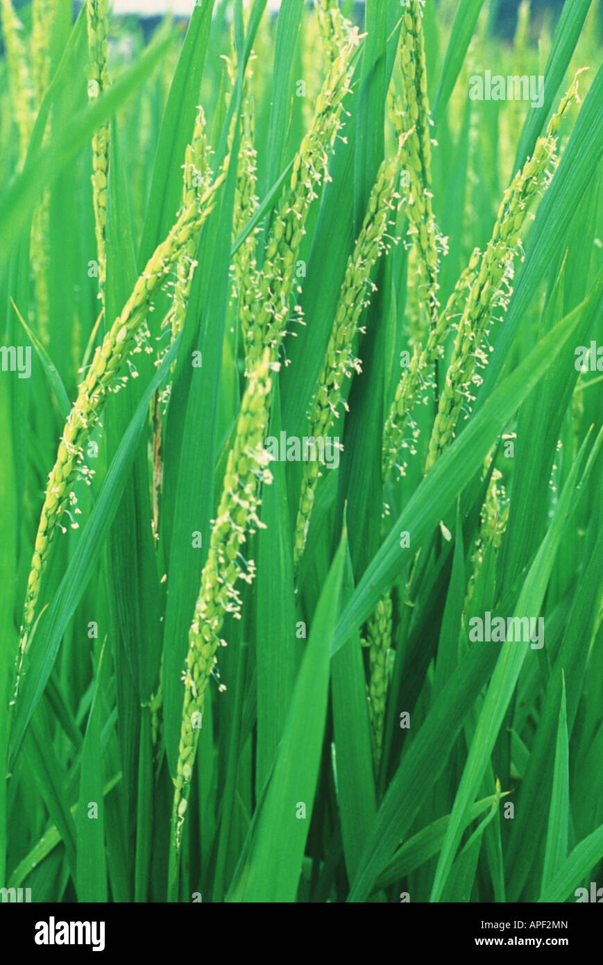 Plants flowering phase hi-res stock photography and images - Alamy