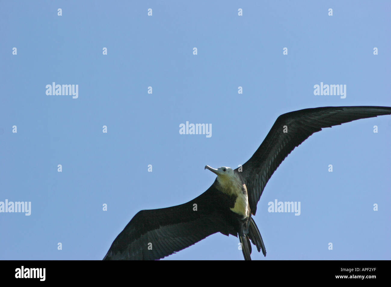 Magnificent Frigatebird in Flight Stock Photo - Alamy