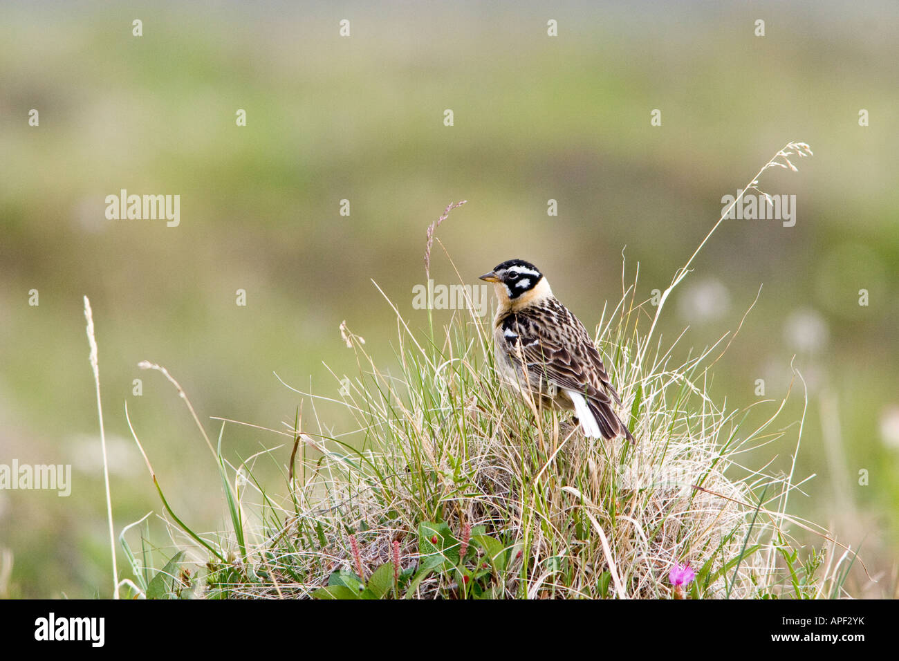 alaska smiths longspur arctic national wildlife refuge anwr kongakut ...