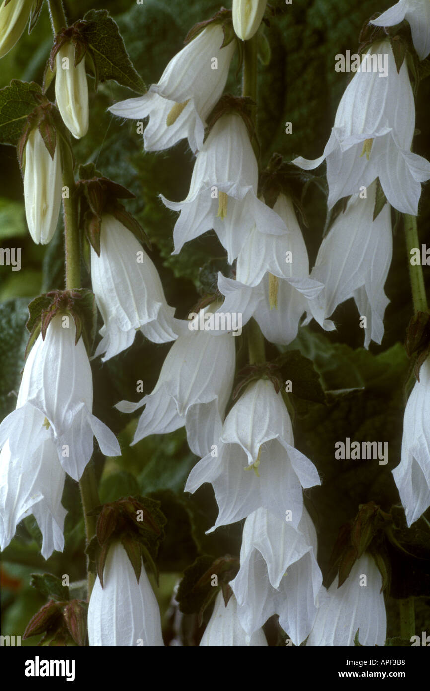 Ivory bells hi-res stock photography and images - Alamy