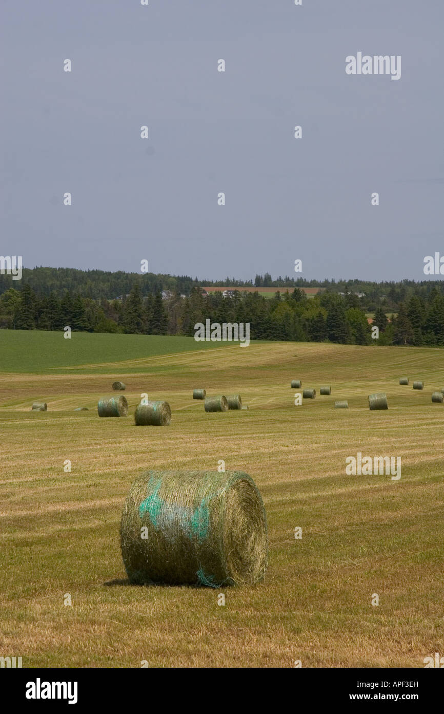 Straw dries in a farmer's field Stock Photo - Alamy