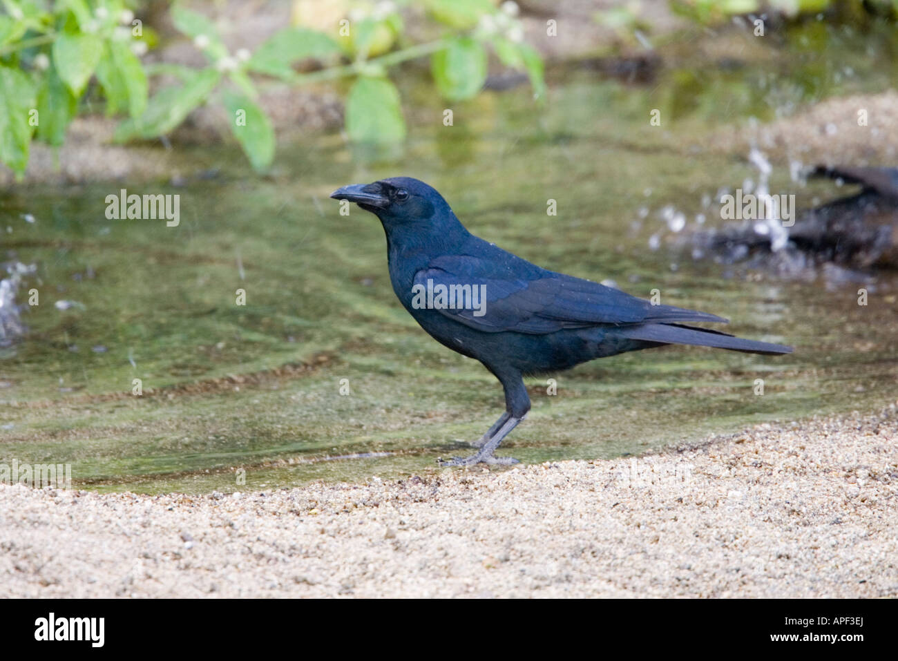 Sinaloa Crow Corvus sinaloae Sayulita Nayarit Mexico 16 January Adult Corvidae Stock Photo - Alamy