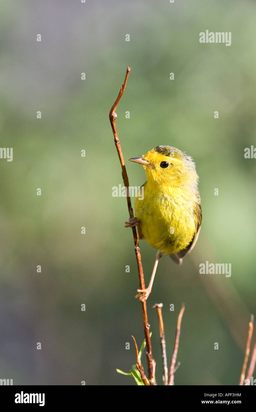 alaska wilson s warbler denali national park savage river Wilsonia ...