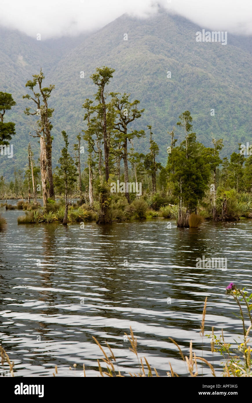 Partially submerged trees in the wetland margins of Lake Brunner Stock ...