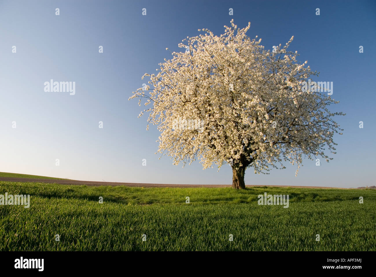 Cherrytree in bloom in a field Stock Photo - Alamy