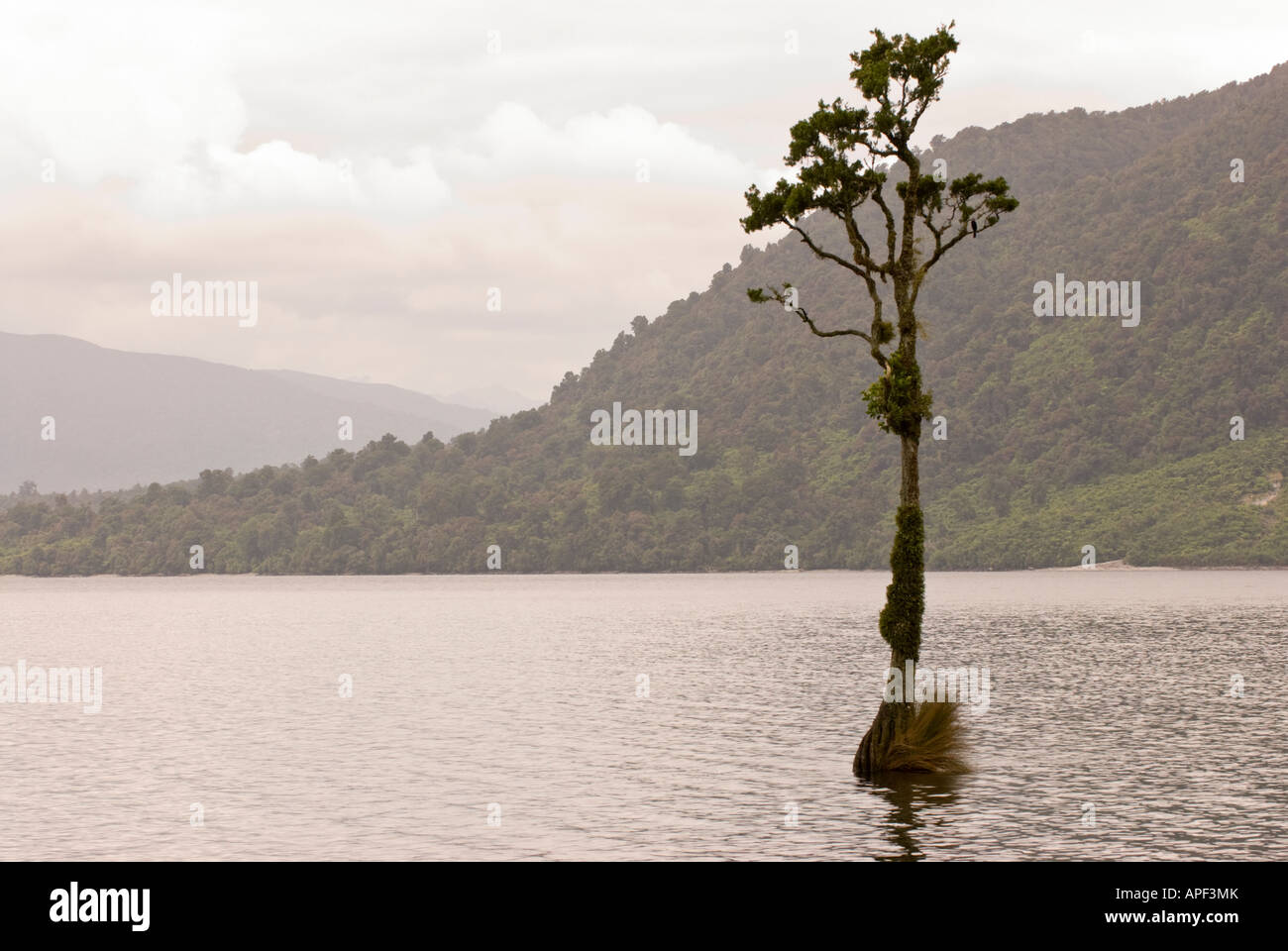 Solitary tree submerged in the margins of Lake Brunner Stock Photo - Alamy