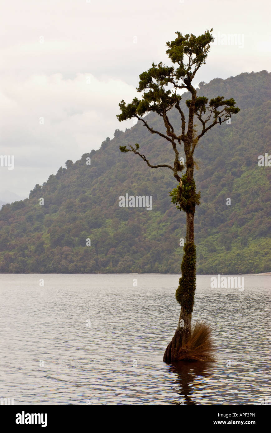 Solitary tree submerged in the margins of Lake Brunner Stock Photo - Alamy