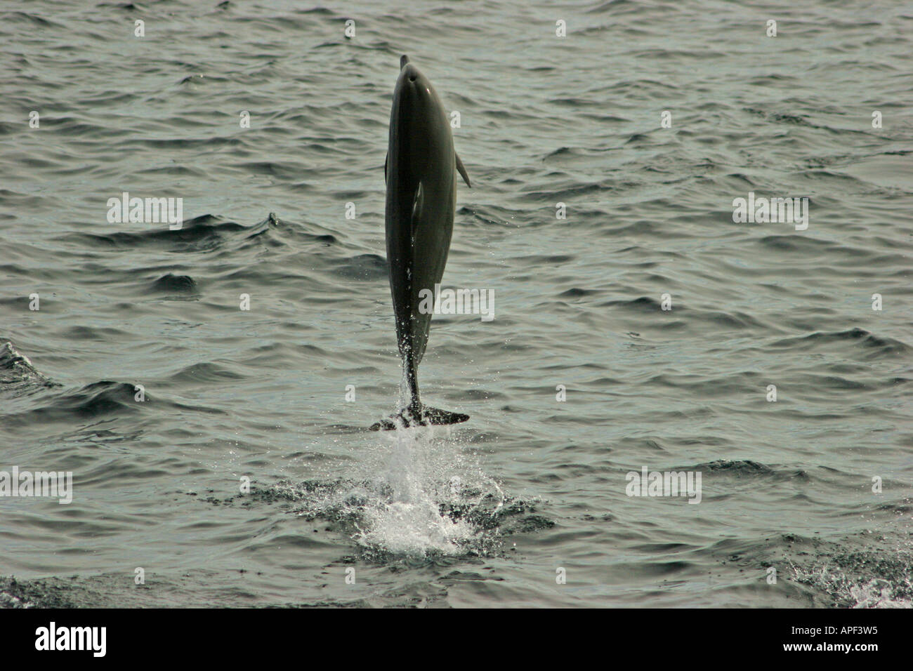 Rocket Lauched Dolphin, Peru Stock Photo - Alamy