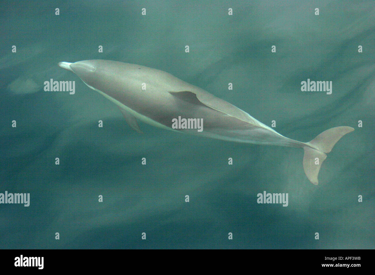 Common Dolphin Short Beaked Dolphin Underwater, Peru Stock Photo - Alamy